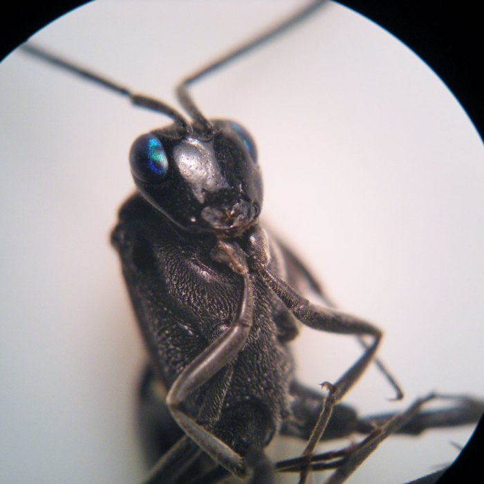 Sobre la avispa parasitoide Evania appendigaster (Hymenoptera ...