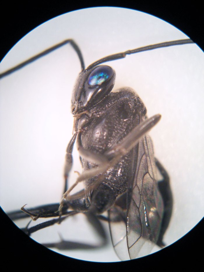 Sobre la avispa parasitoide Evania appendigaster (Hymenoptera ...