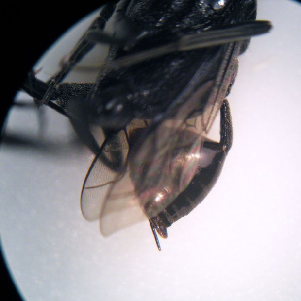 Sobre la avispa parasitoide Evania appendigaster (Hymenoptera ...