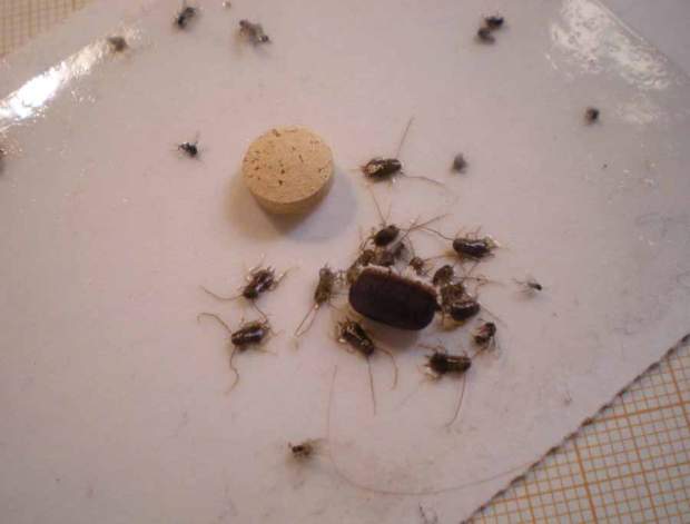 Ooteca y ninfas de cucaracha oriental (Blatta orientalis) en una trampa ...