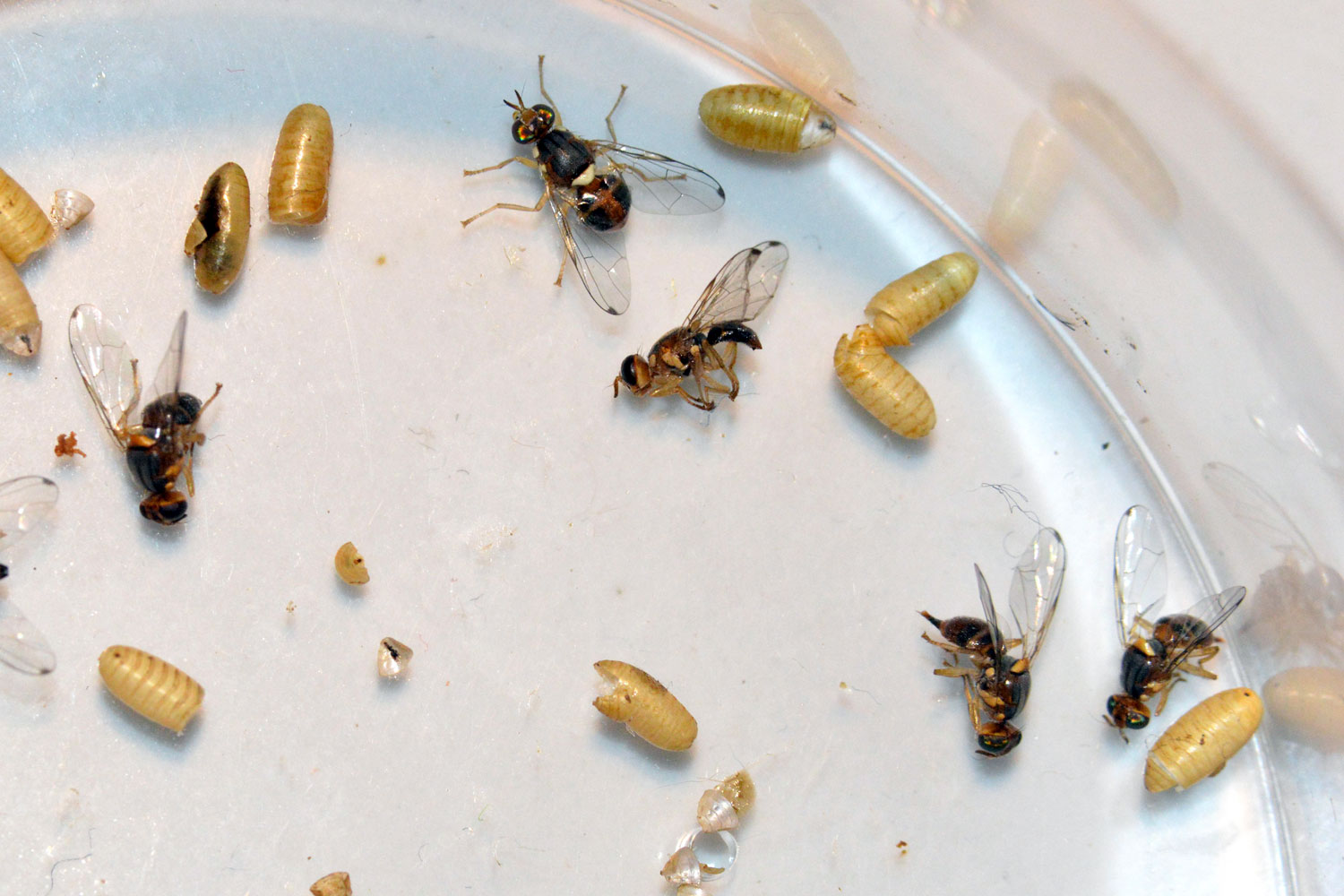 Imagos de mosca del olivo, Bactrocera oleae (Diptera, Tephritidae) – El ...