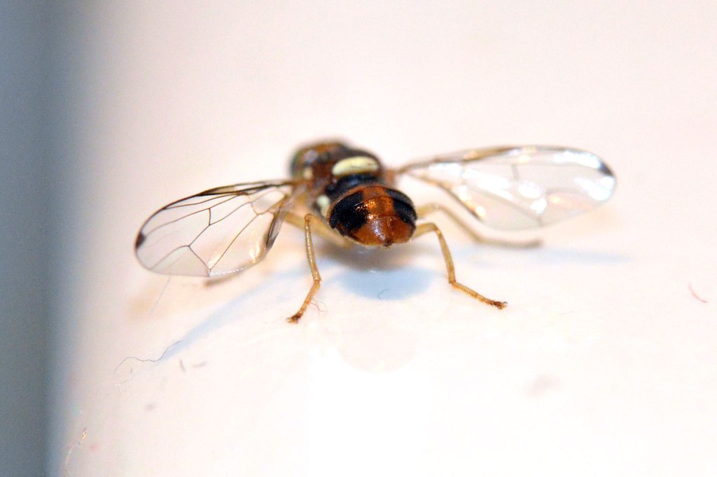 Imagos de mosca del olivo, Bactrocera oleae (Diptera, Tephritidae) – El ...