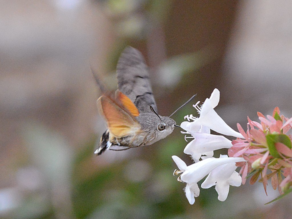 Esfinge colibrí, Macroglossum stellatarum (Lepidoptera, Sphingidae ...