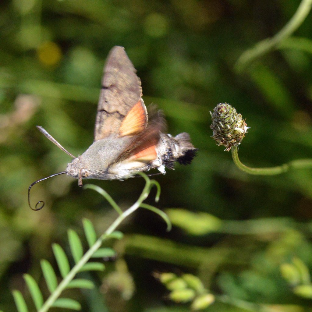 Esfinge colibrí, Macroglossum stellatarum (Lepidoptera, Sphingidae ...