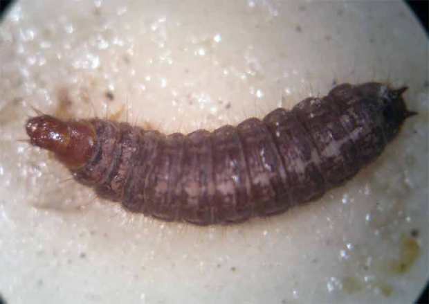 Escarabajo de patas rojas del jamón, Necrobia rufipes (Coleoptera ...