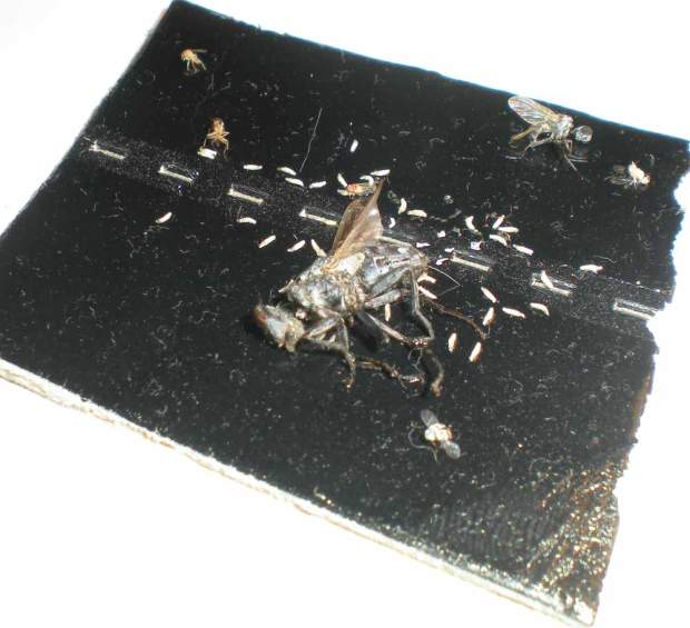 Sobre la moscarda gris de la carne, Sarcophaga (Diptera, Sarcophagidae ...