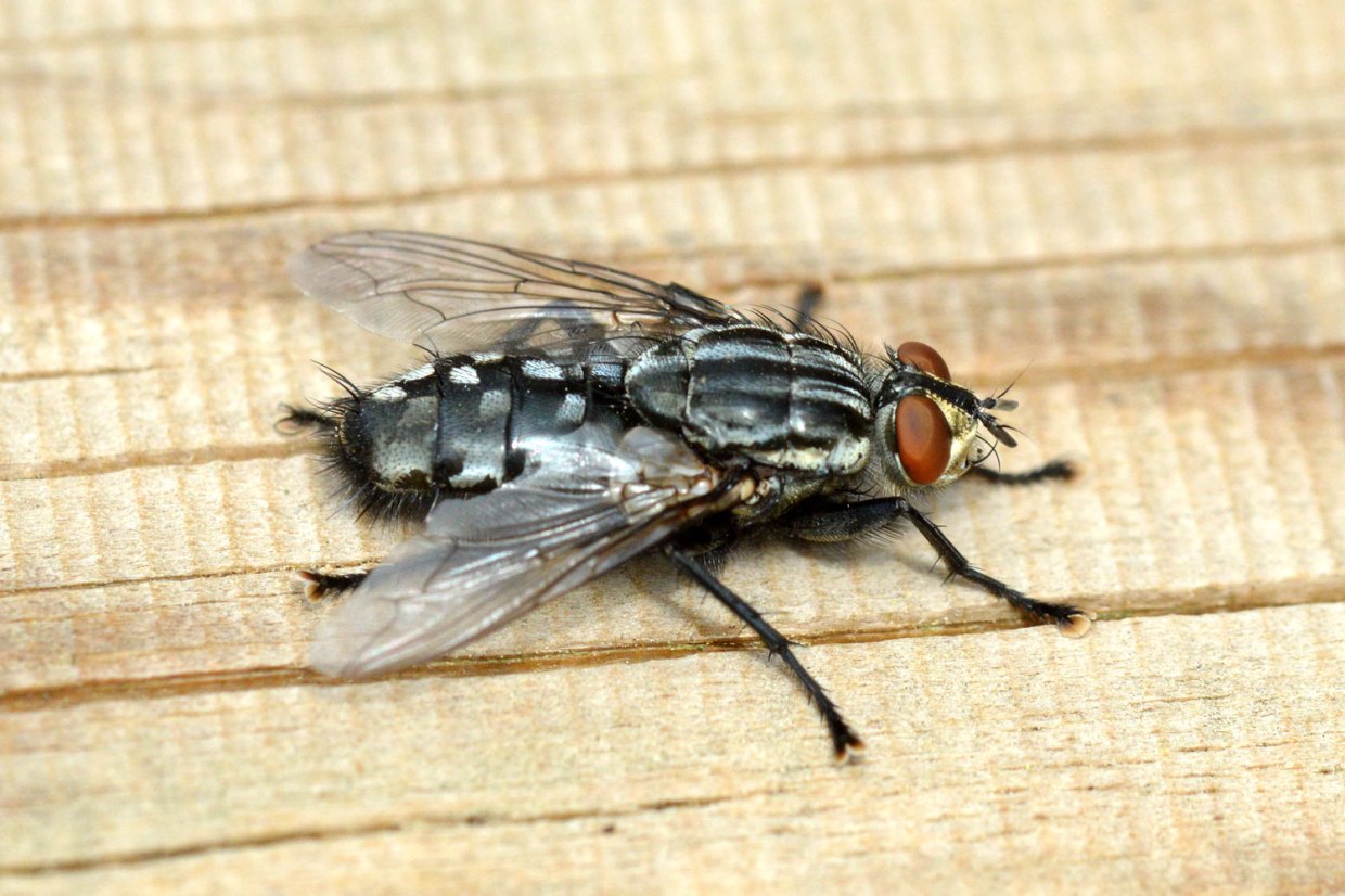 Sobre la moscarda gris de la carne, Sarcophaga (Diptera, Sarcophagidae ...
