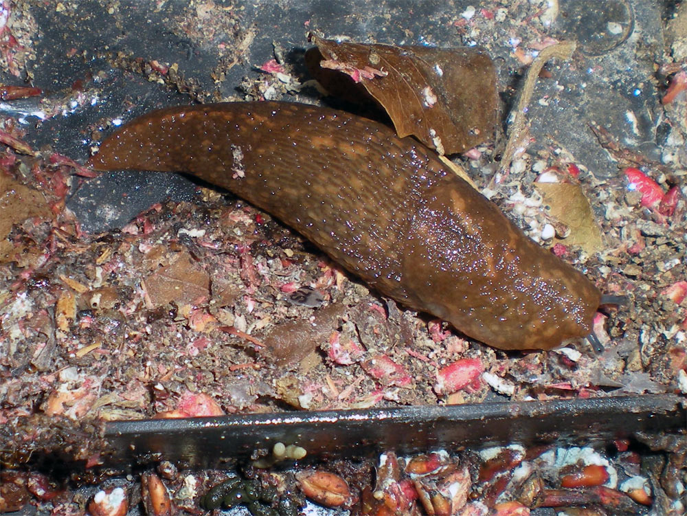 Babosa Deroceras reticulatum (Gastropoda, Agriolimacidae) – El ...