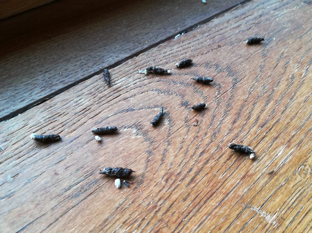 Excrementos de rata de alcantarilla (Rattus norvegicus) y de ...