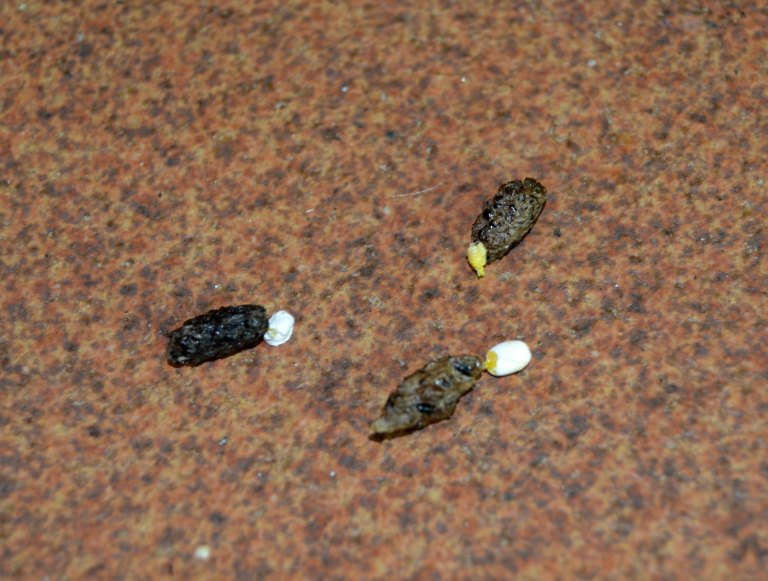 Excrementos de rata de alcantarilla (Rattus norvegicus) y de ...