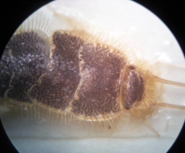 Pececillo de plata o lepisma (Zygentoma, Lepismatidae) – El ...