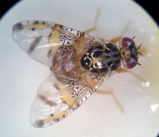 Sobre la mosca mediterránea de la fruta, Ceratitis capitata (Diptera ...