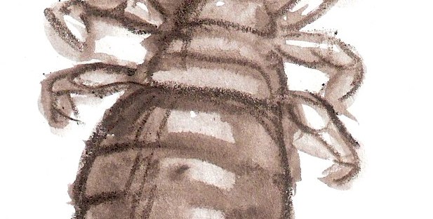 Sobre el piojo del hombre (Phtiraptera, Pediculidae) – El desinsectador ...