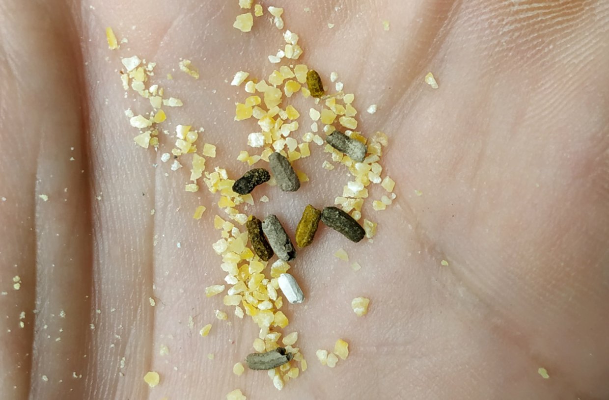 Excrementos de cucaracha americana y ratón doméstico – El desinsectador ...