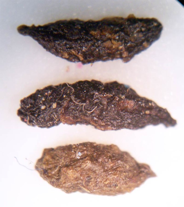 Excrementos de cucaracha americana y ratón doméstico – El desinsectador ...