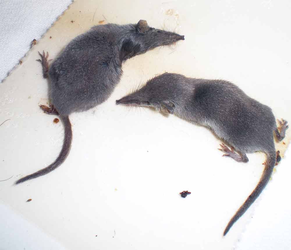 un caso de musarañita, Suncus etruscus (Soricidae) – El desinsectador y ...
