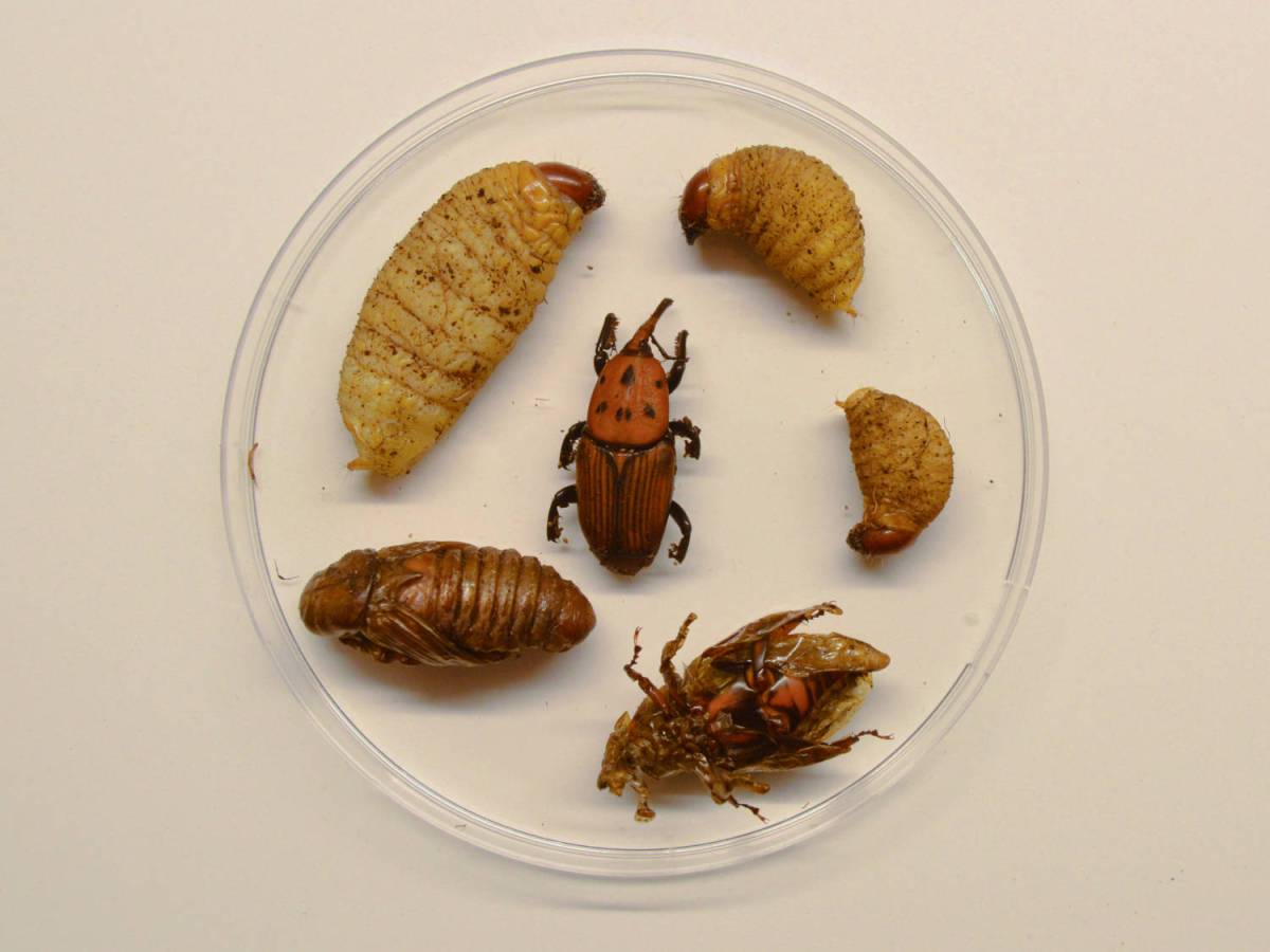 El picudo rojo de la palmera, Rhynchophorus ferrugineus (Coleoptera ...