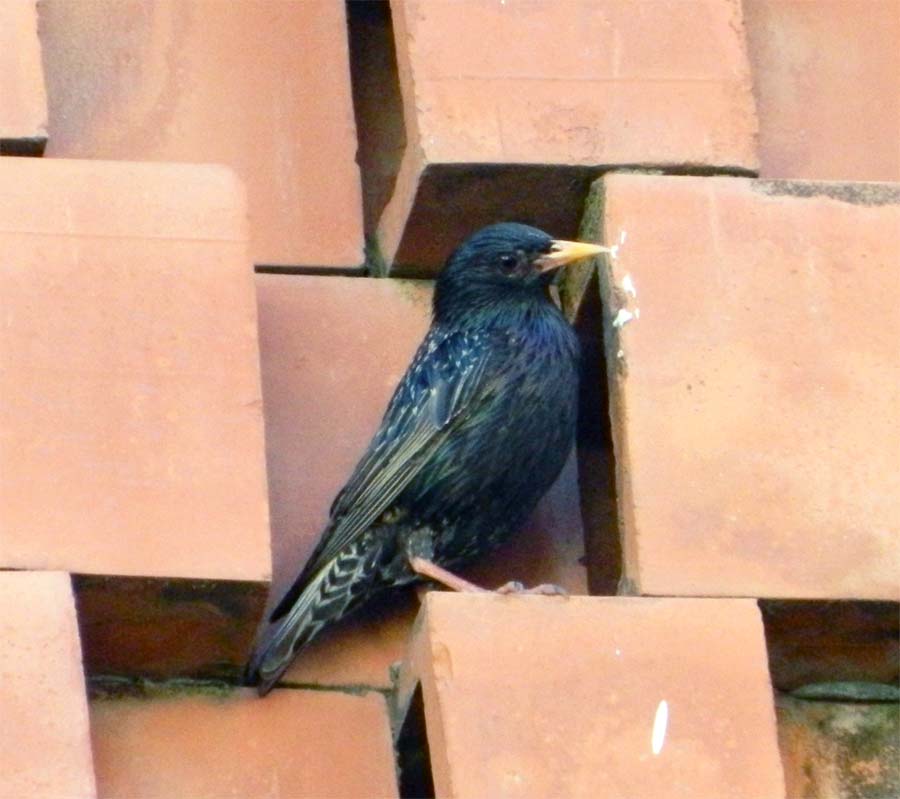 mayo 2013 – El desinsectador y desratizador