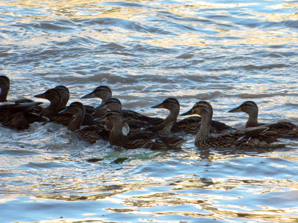 Imágenes del ánade real (Anas platyrhynchos) – El desinsectador y ...