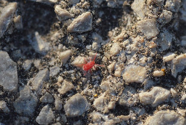 Ácaros rojos Balaustium (Erythraeidae) sobre suelos y paredes – El ...