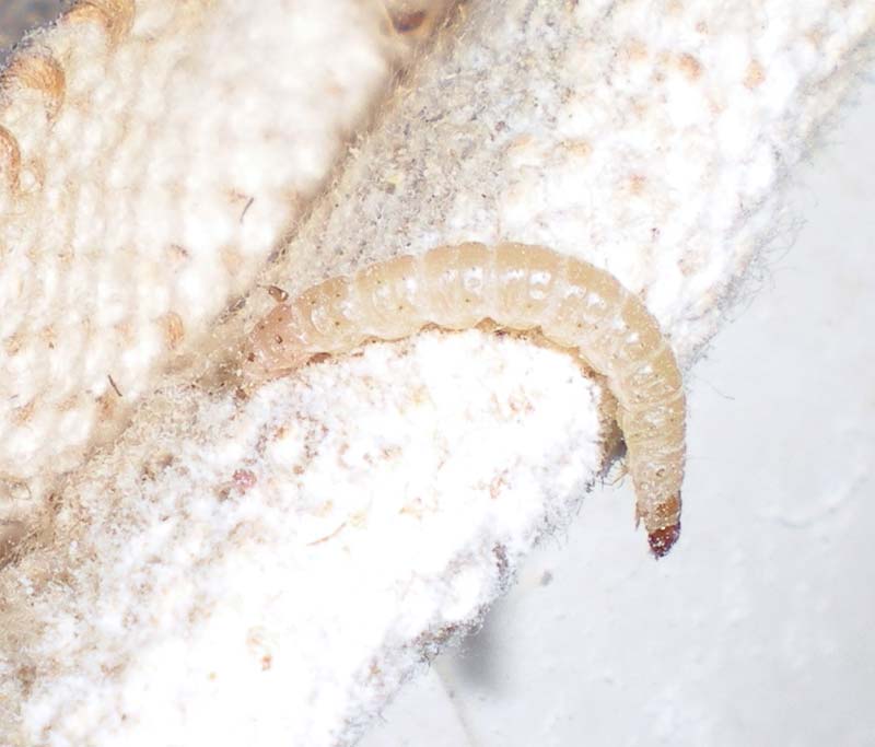 Larva de la polilla mediterránea de la harina, Ephestia kuehniella ...