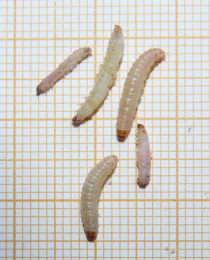 Larva de la polilla mediterránea de la harina, Ephestia kuehniella ...