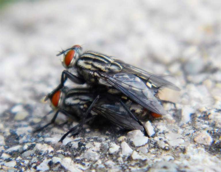 Sobre la moscarda gris de la carne, Sarcophaga (Diptera, Sarcophagidae ...