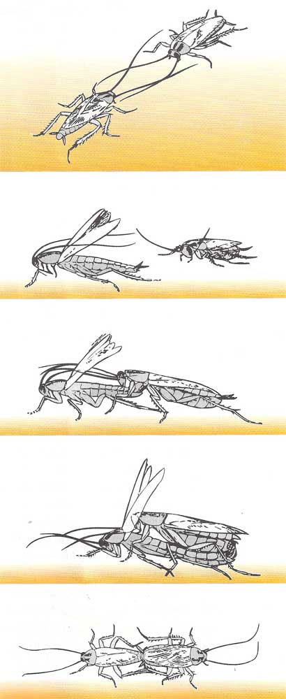 La cópula en las cucarachas – El desinsectador y desratizador