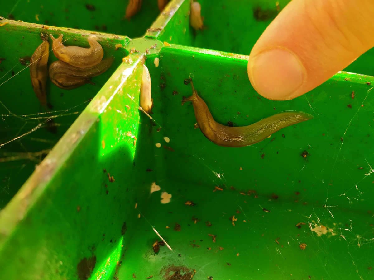 Babosa de invernadero, Ambigolimax valentianus (=Lehmannia valentiana ...