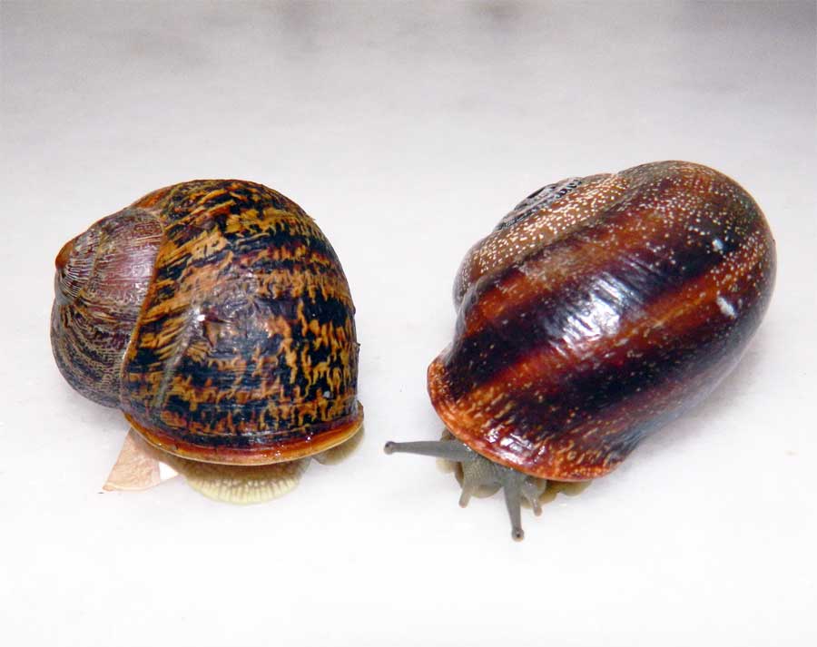 Cabrilla, Otala punctata (Gastropoda, Helicidae) – El desinsectador y desratizador