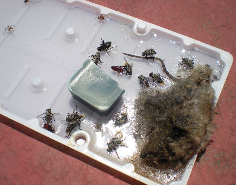 Moscardas sarcófagas (Diptera, Sarcophagidae) sobre ratón moruno (Mus ...