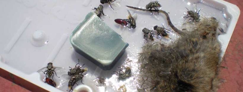 Moscardas sarcófagas (Diptera, Sarcophagidae) sobre ratón moruno (Mus ...