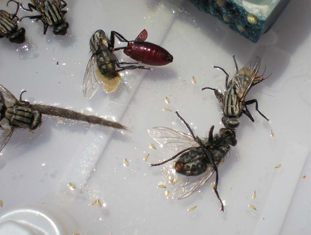 Moscardas sarcófagas (Diptera, Sarcophagidae) sobre ratón moruno (Mus ...