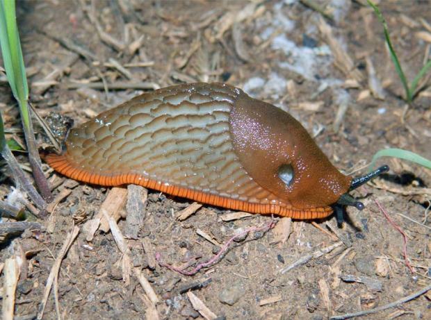 Babosa española, Arion vulgaris o Arion ater (Gastropoda, Arionidae ...