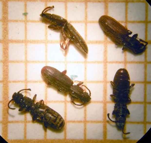 Carcoma dentada de los granos, Oryzaephilus surinamensis (Coleoptera ...