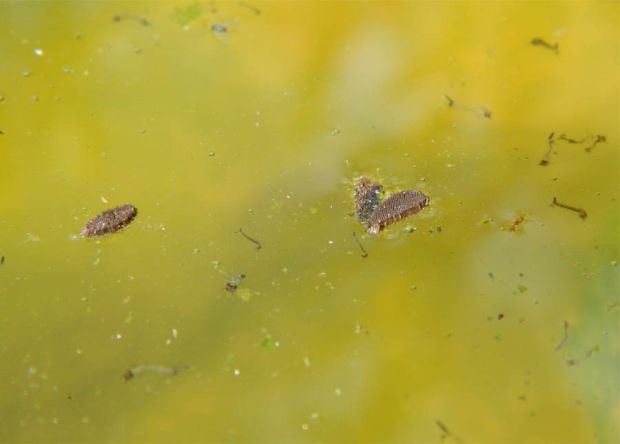 Navículas de mosquito del género Culex – El desinsectador y desratizador