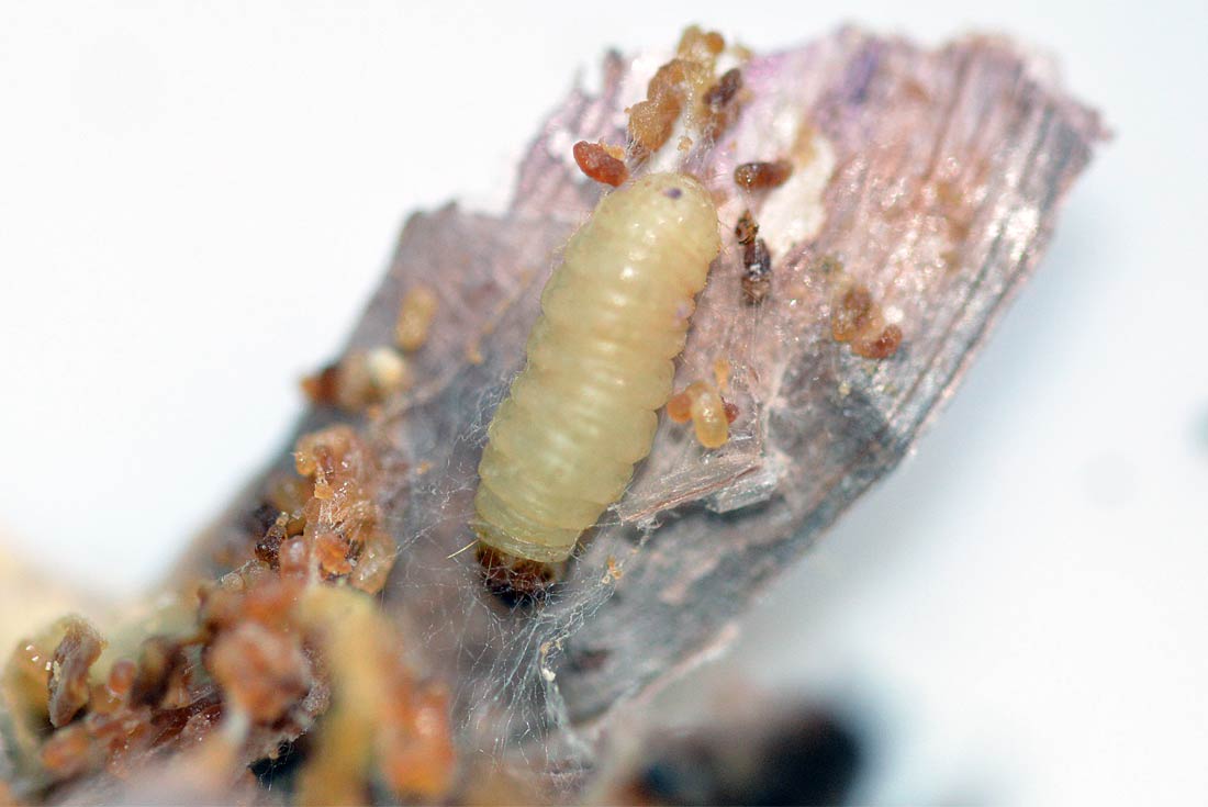 Larvas de polilla india de la harina, Plodia interpunctella ...