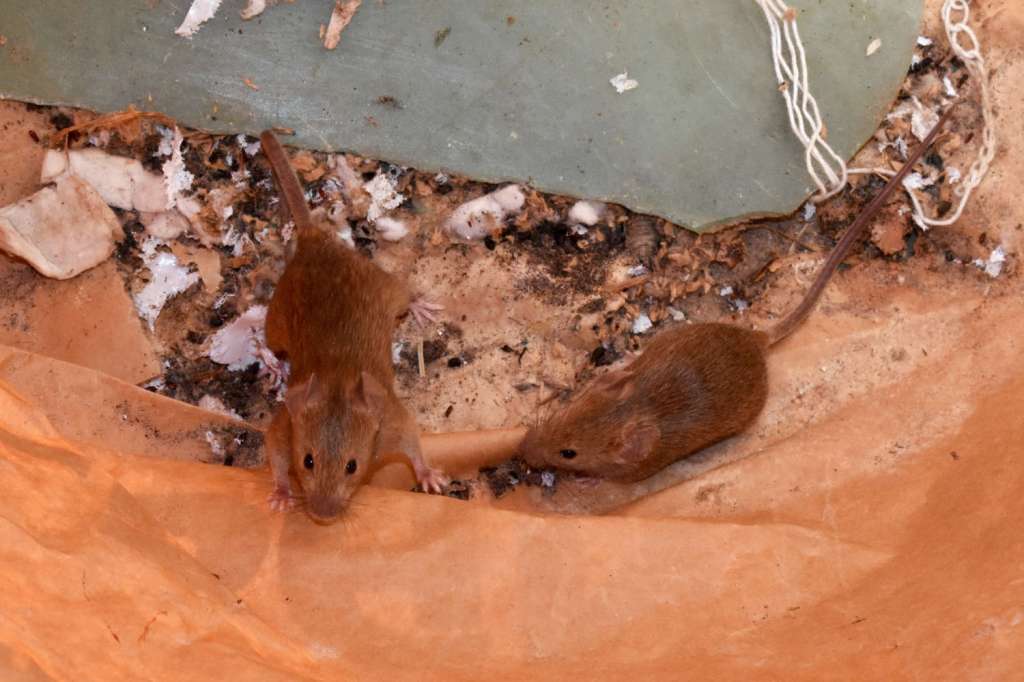Un ratón doméstico (Mus musculus) en un saco de papel – El ...