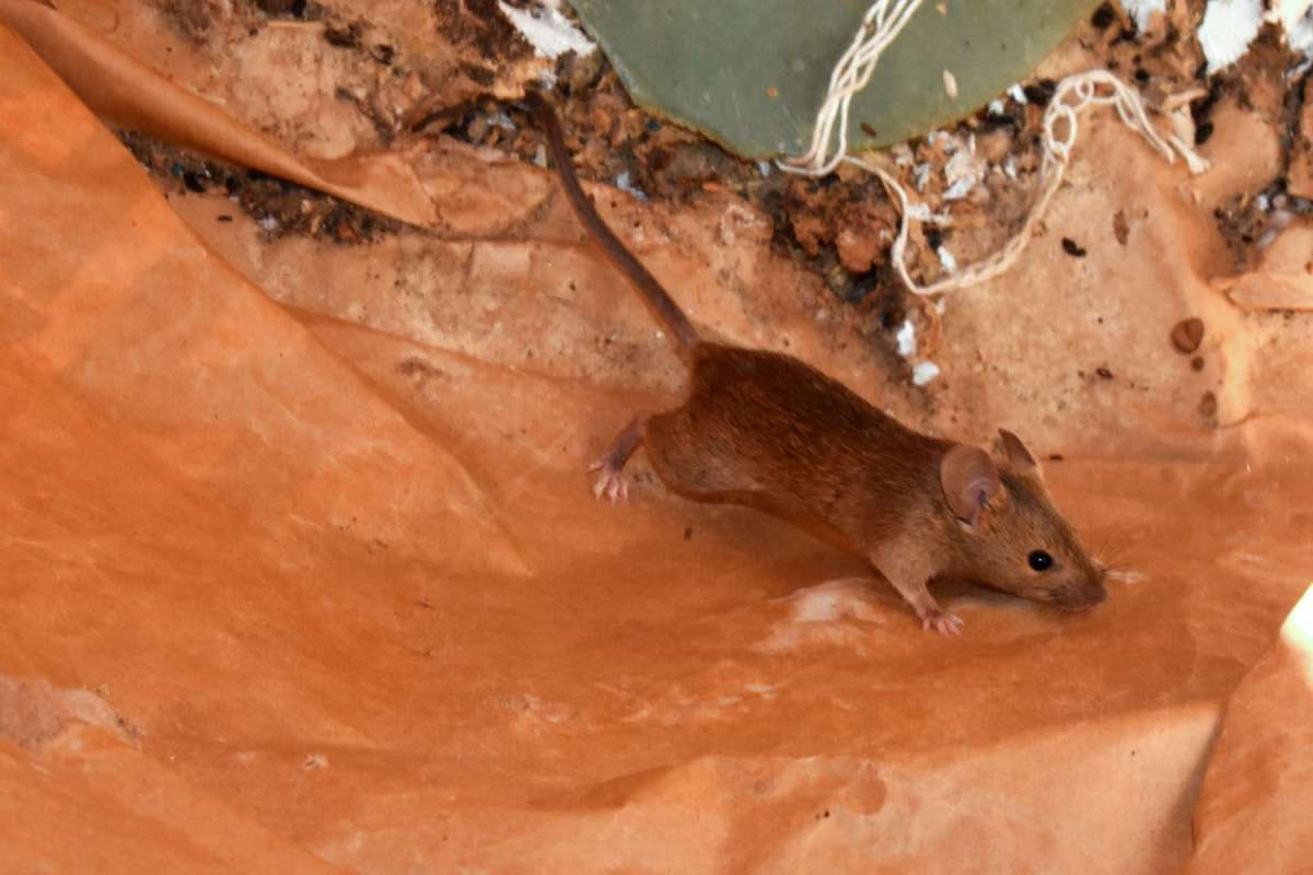 Un ratón doméstico (Mus musculus) en un saco de papel – El ...