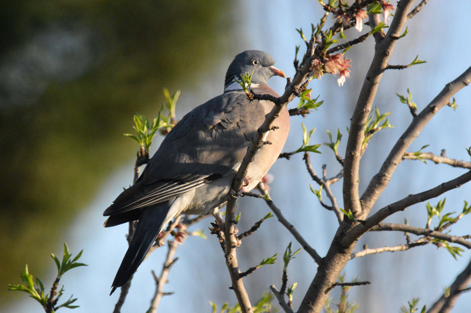 Paloma torcaz – El desinsectador y desratizador