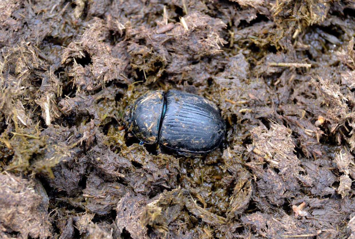 Escarabajos Geotrupes (Geotrupidae) – El desinsectador y desratizador