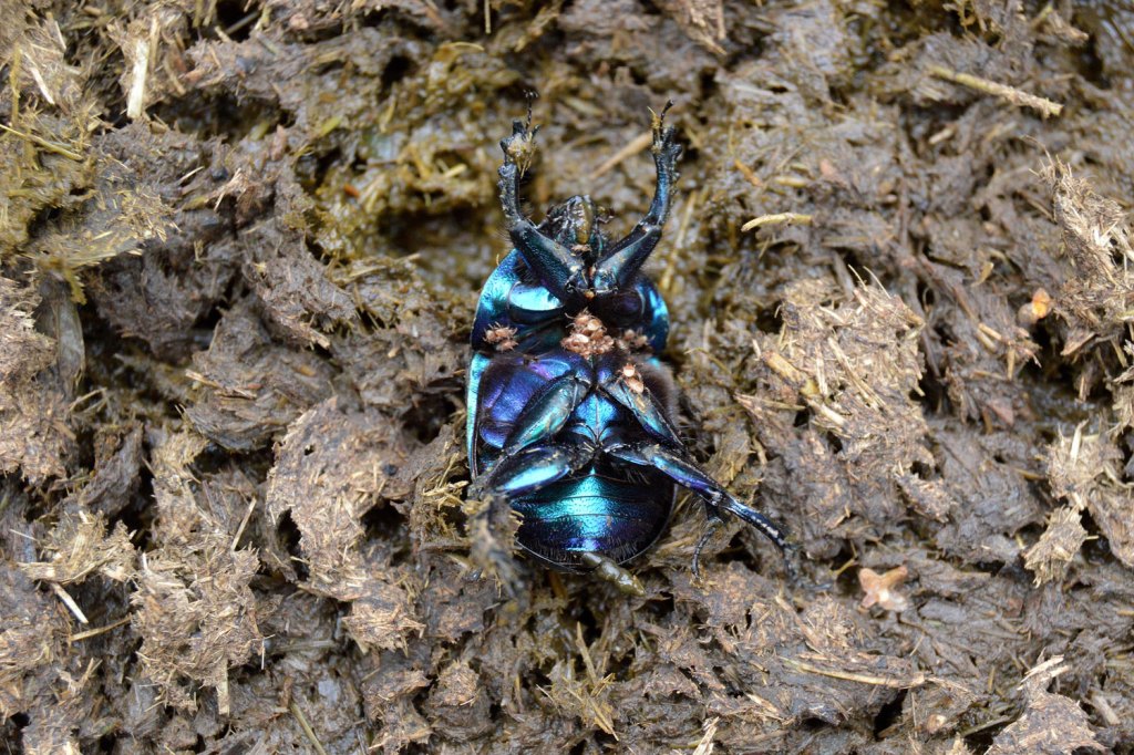 Escarabajos Geotrupes (Geotrupidae) – El desinsectador y desratizador