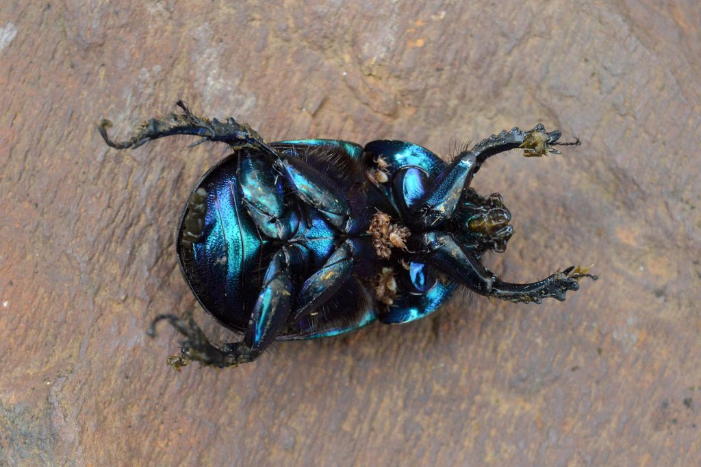 Escarabajos Geotrupes (Geotrupidae) – El desinsectador y desratizador