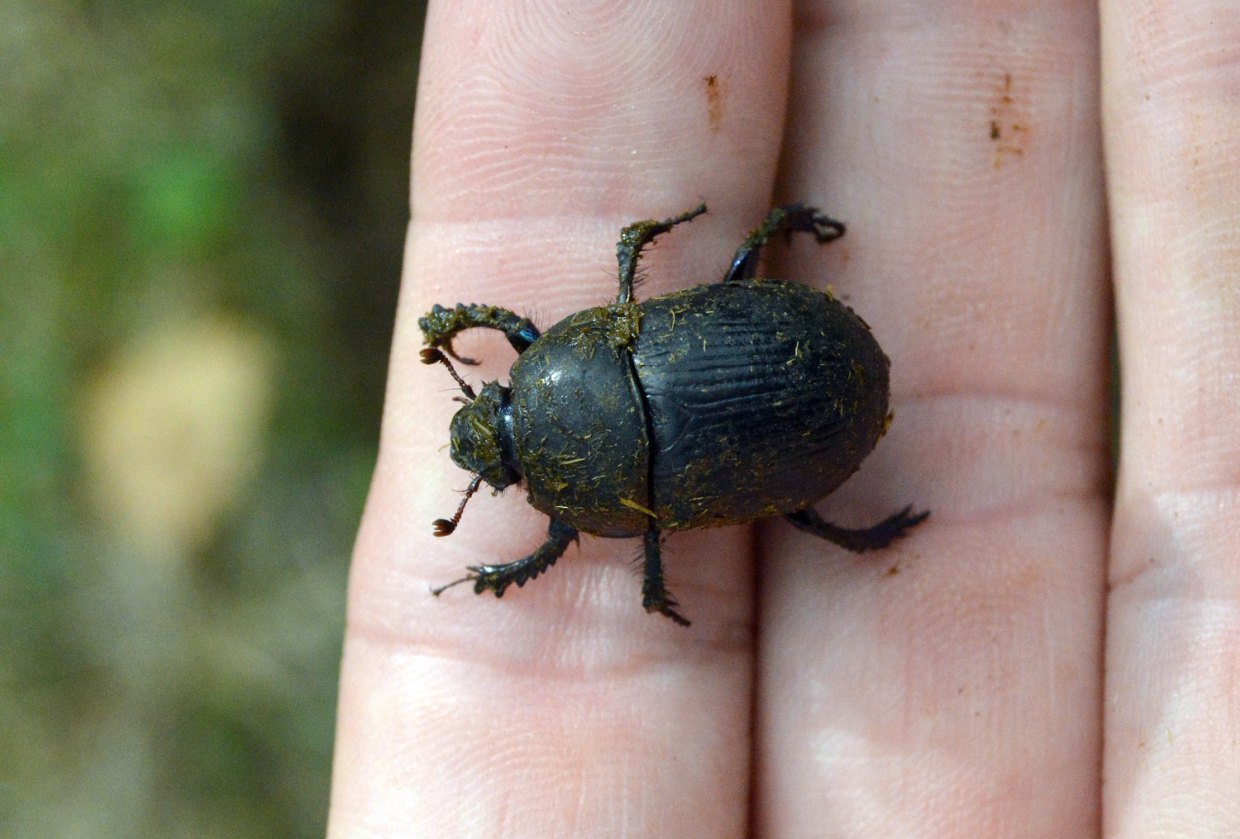 Escarabajos Geotrupes (Geotrupidae) – El desinsectador y desratizador
