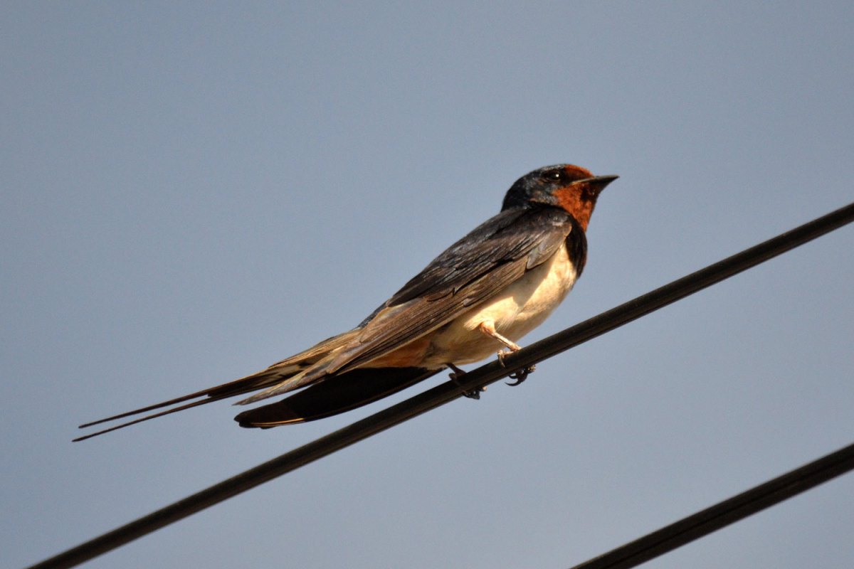 Imágenes de golondrina común, Hirundo rustica (Passeriformes ...