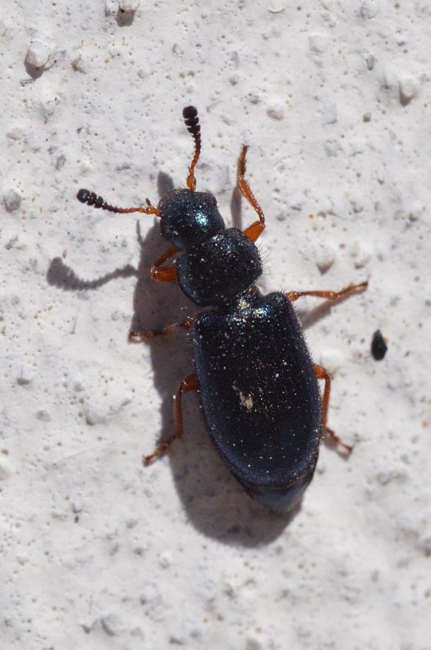 Necrobia rufipes (Coleoptera, Cleridae) en el cementerio de Cornellà de ...