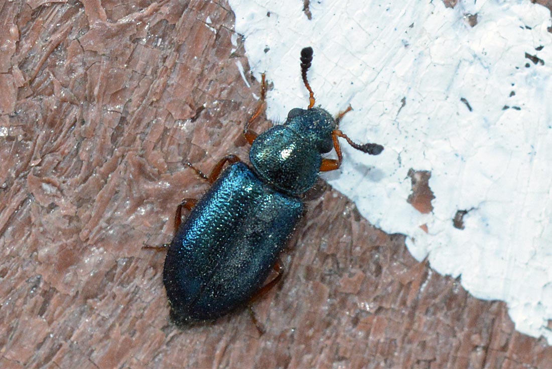 Necrobia rufipes (Coleoptera, Cleridae) en el cementerio de Cornellà de ...