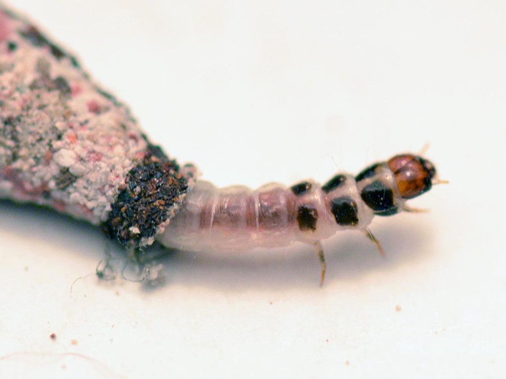 Sobre la polilla del estuche, Phereoeca (Lepidoptera, Tineidae) – El ...