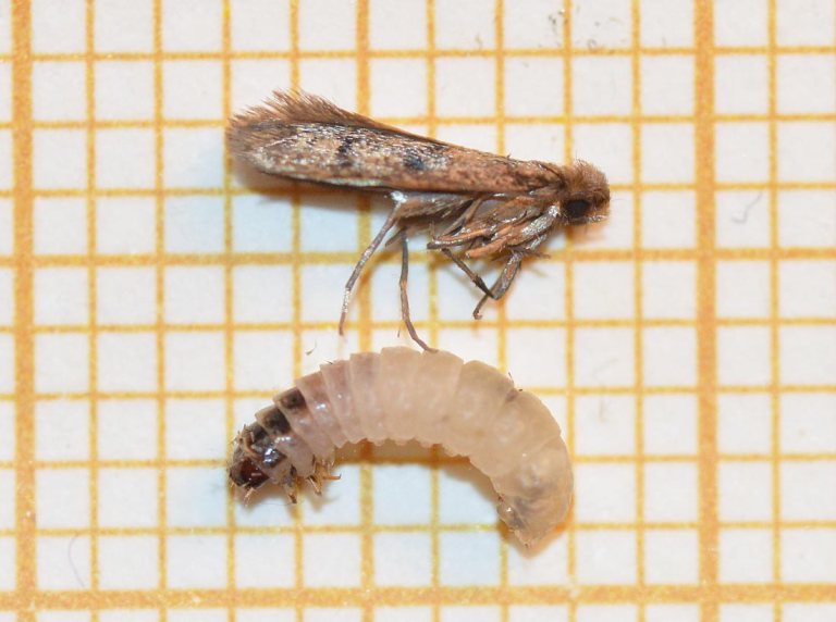 Sobre la polilla del estuche, Phereoeca (Lepidoptera, Tineidae) – El ...