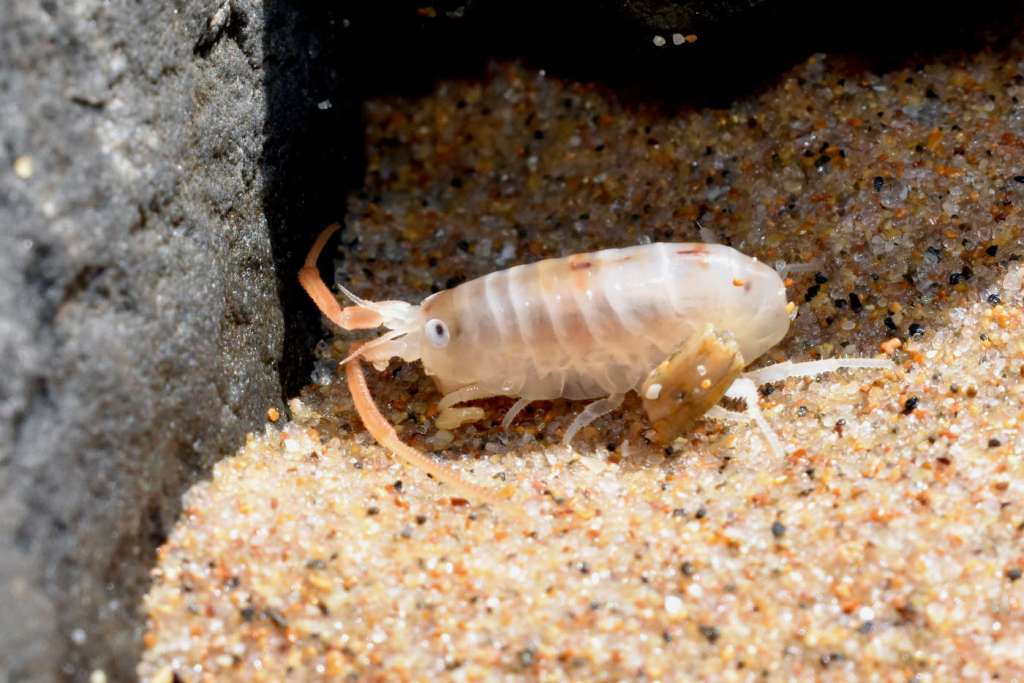 Talitrus saltator y Tylos europaeus (Crustacea), dos habitantes de la ...